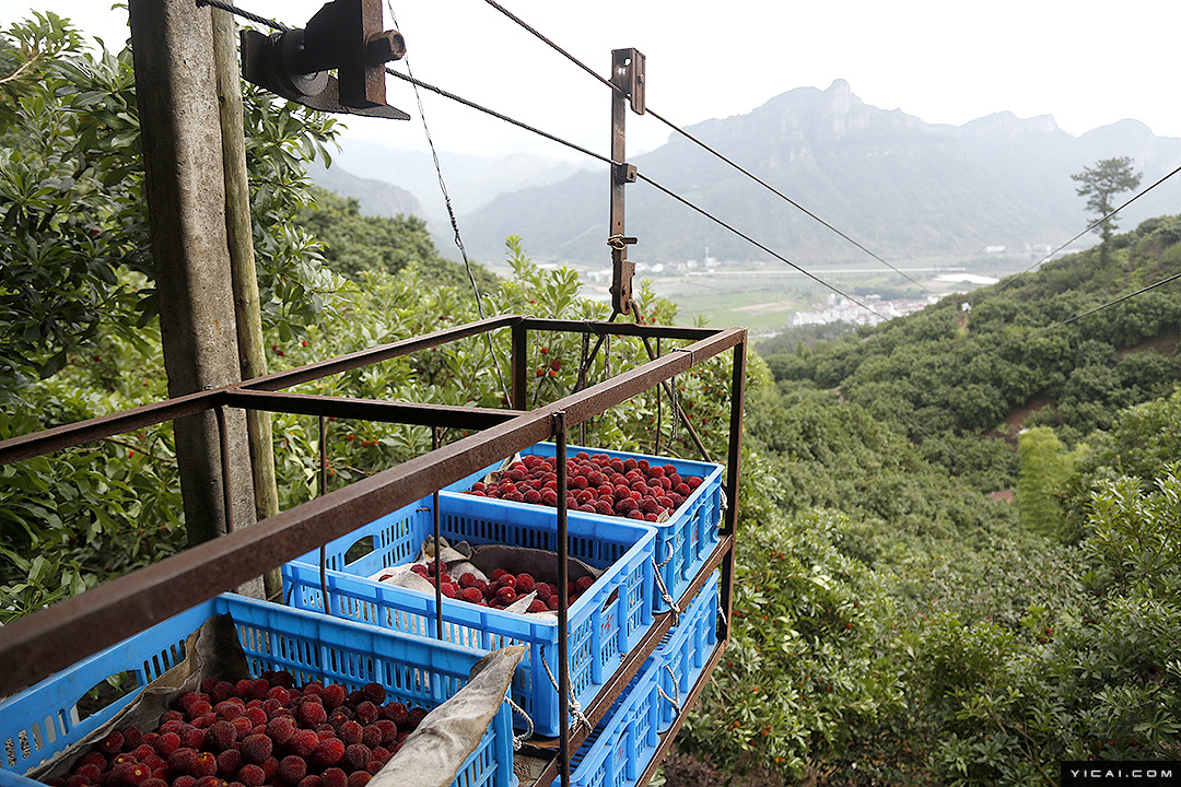[In Photos] Xianju's Waxberries Are Ripe for Hot Online Demand