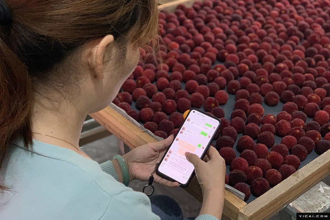 [In Photos] Xianju's Waxberries Are Ripe for Hot Online Demand