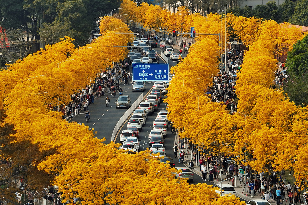 [In Photos] China Welcomes Spring Equinox With Blossoms as Covid-19 ...