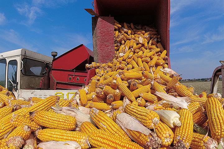 Bad Weather Affects Corn Yields in China’s Northeast, But National ...