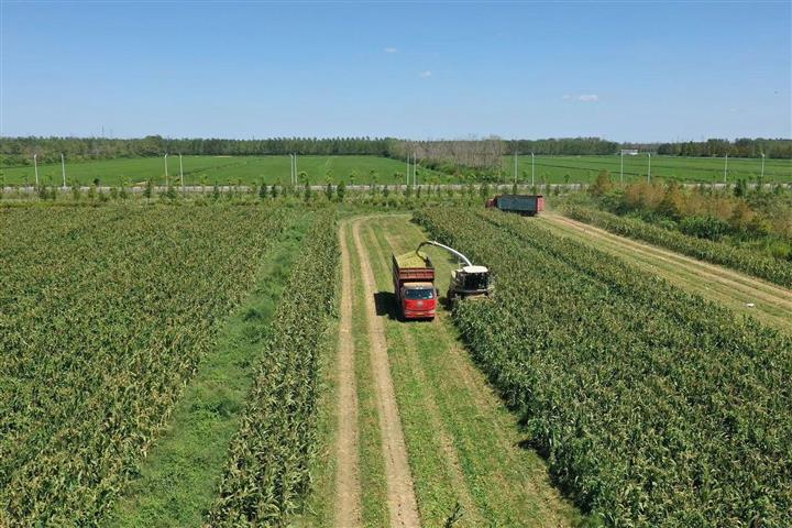 China Lowers Corn, Soybean Meal Content in Animal Feed to Ensure Food ...