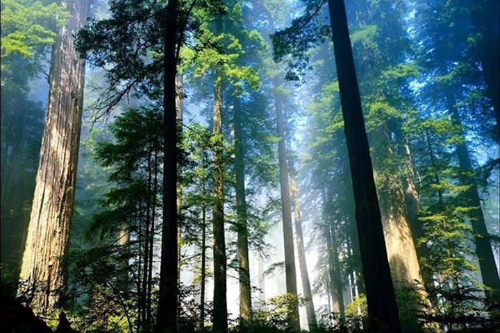 China's Forest Tourism Yields Over USD150 Billion This Year