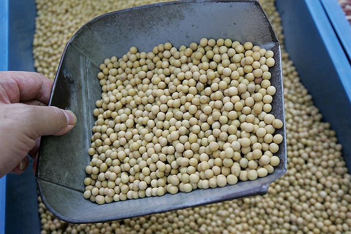 China’s Soybean Planting Area Shrank 14.8% This Year