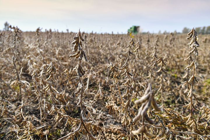 China to Free Up 670,000‬ Hectares Land for Soybean Planting This Year