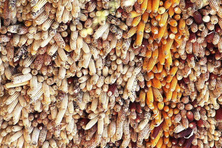 China to Import More Corn Over Next Decade, Agricultural Ministry ...