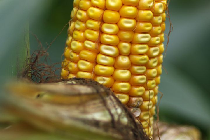 Chinese Corn Processer Xiwang to Morph Into Global Grain Dealer