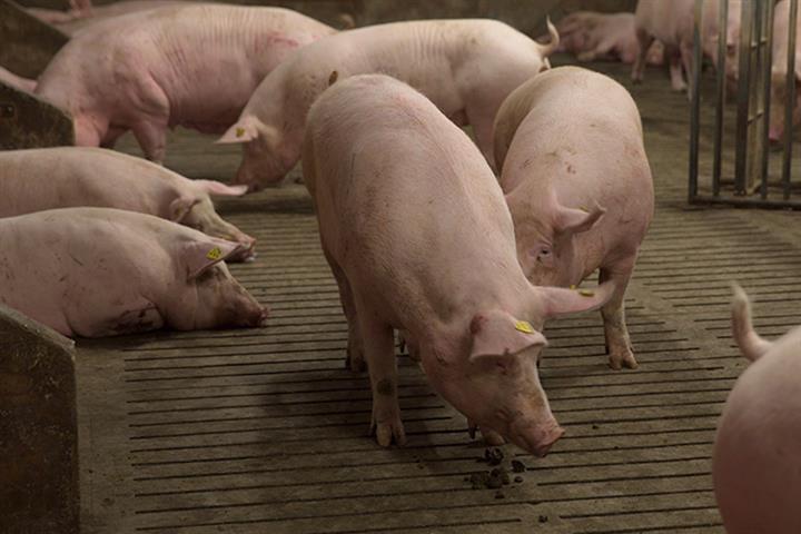 Chinese Pig Breeding Giant Upbeat on Achieving Annual Sales Target