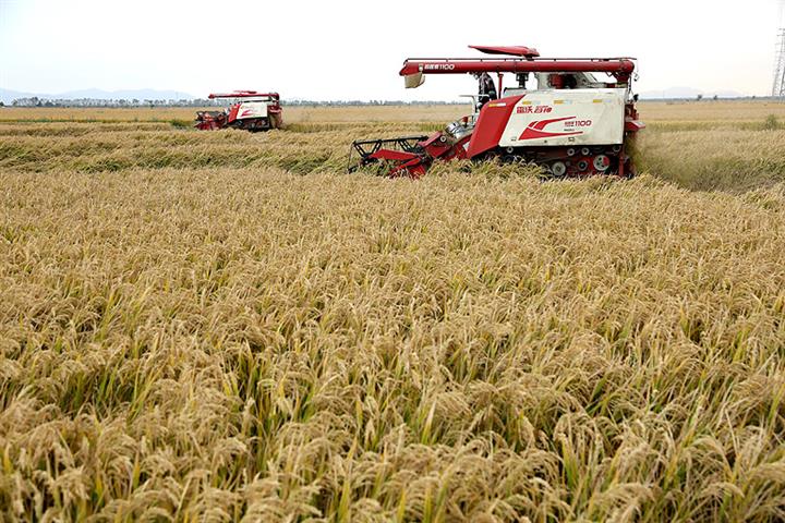 Chinese Scientists to Mass Plant 'Seawater Rice'