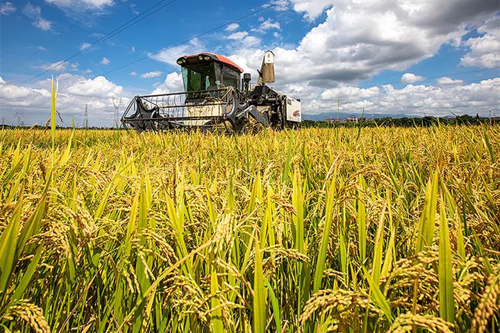 Henan Floods To Have Limited Impact On Chinas Annual Grain Output