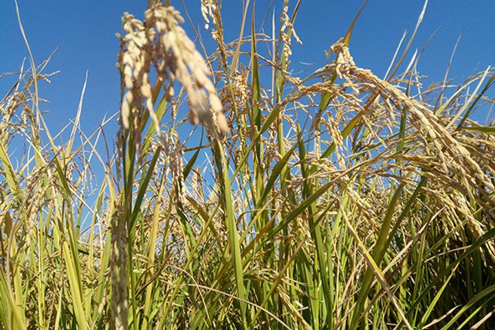 High-Yield Chinese Saltwater Rice Could Help Dubai Reduce Hunger in ...