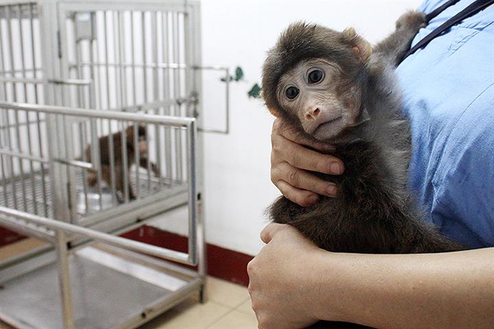 Joinn Labs Gains After Insider Says China Ban on Imported Lab Monkeys ...