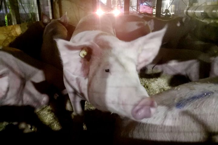 Nearly 1,000 US Breeding Pigs Pass Quarantine Inspection in China Under ...