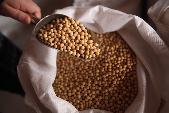 New Canon of Fodder for Pigs Cuts Soybean Meal, May Trim Imports by 10 ...