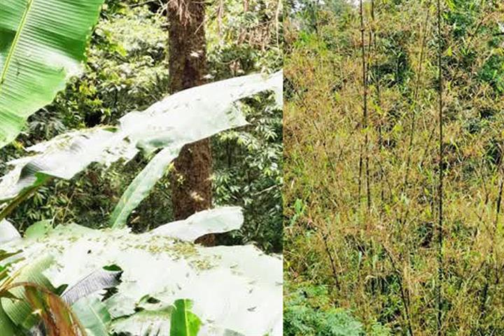 Yellow-Spined Bamboo Locust Invades Southwest China, Occupies Nearly ...