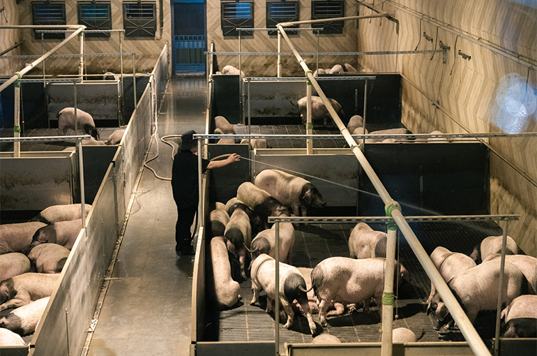 China’s Pig Breeders Continue to Face Operating Pressure This Year