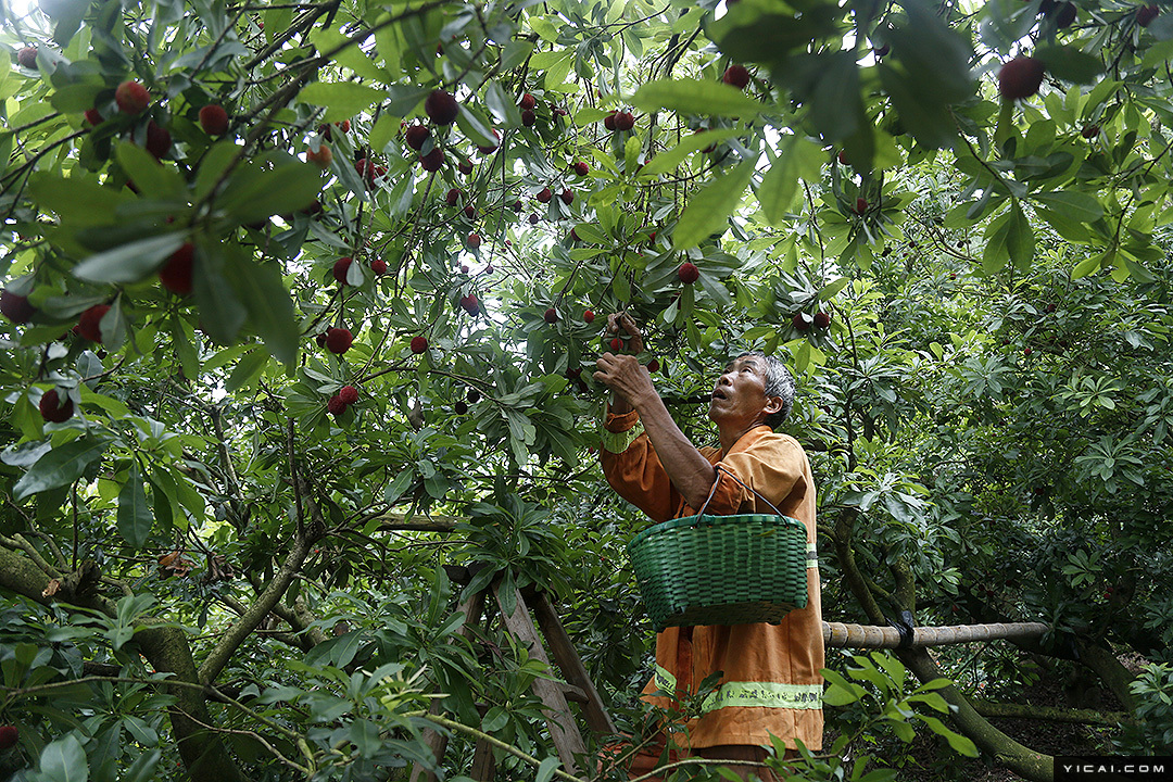 [In Photos] Xianju's Waxberries Are Ripe for Hot Online Demand